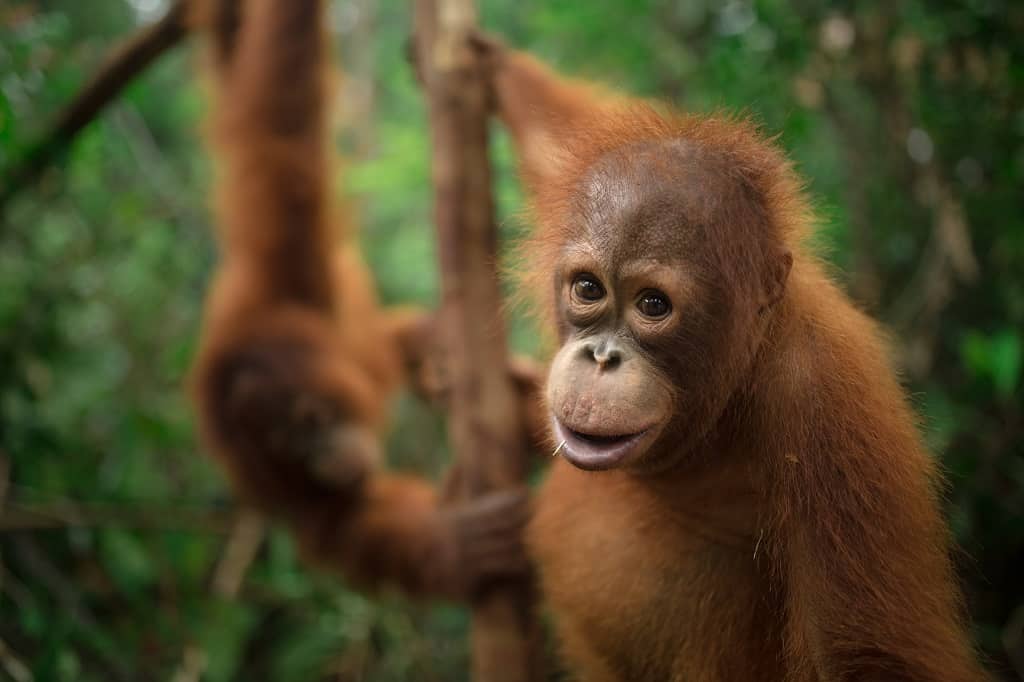 Saving the Orangutan and Its Last Habitats - Save the Orangutan
