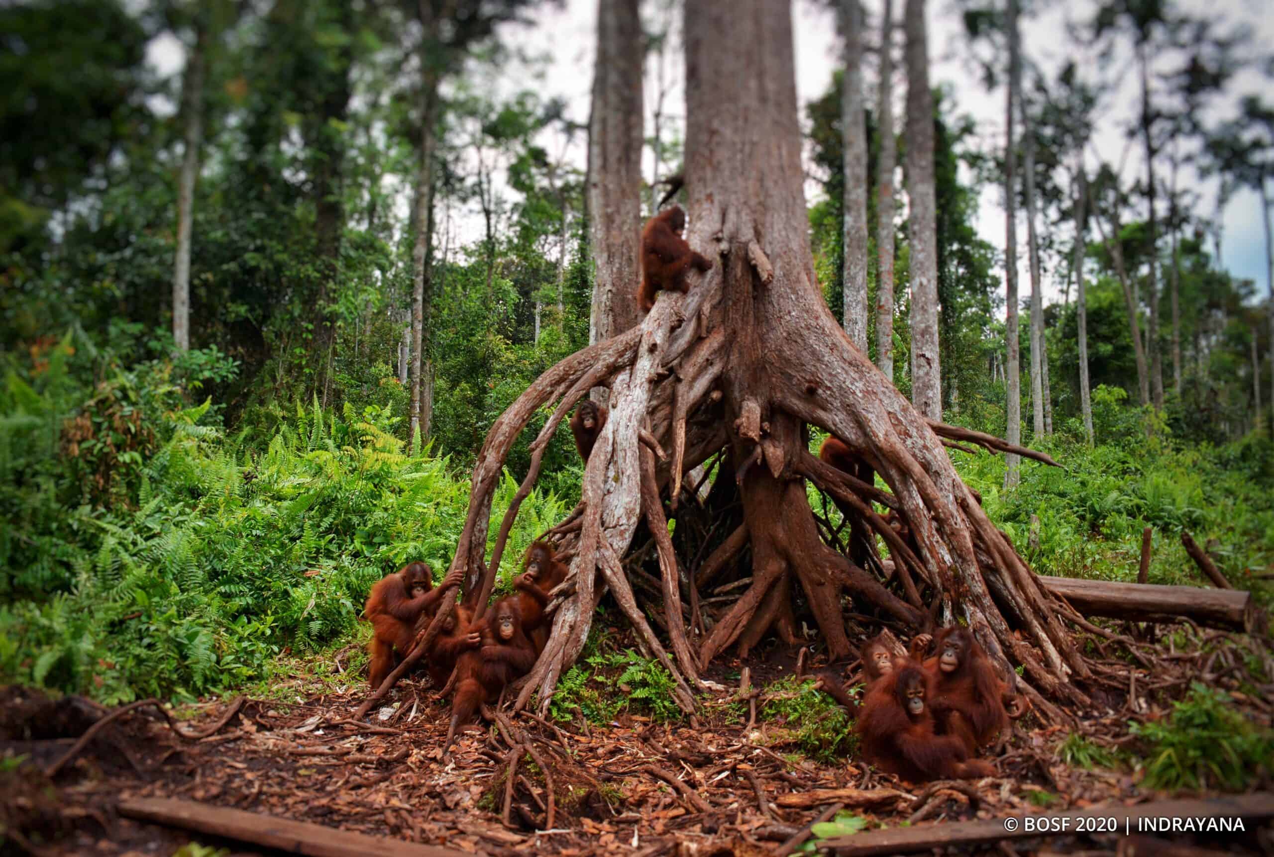 The journey to Forest School and the leaders of the pack - Save the ...