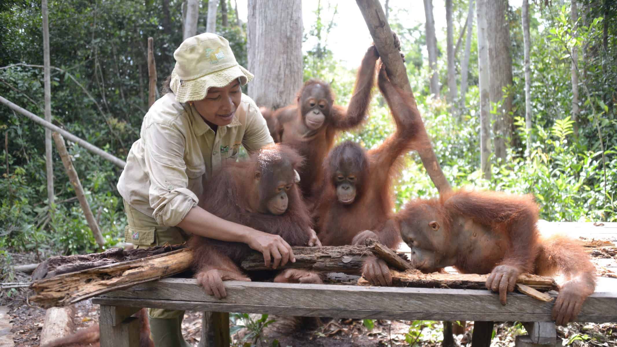 10 important survival skills orangutans need to learn - Save the Orangutan