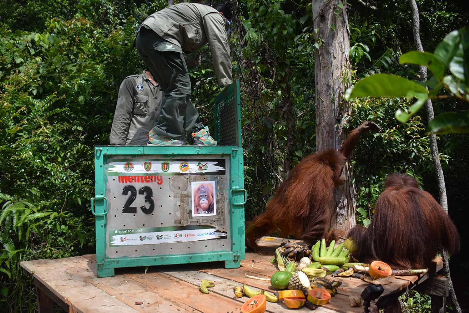 Meryl and seven other orangutans have reached the final stage of ...